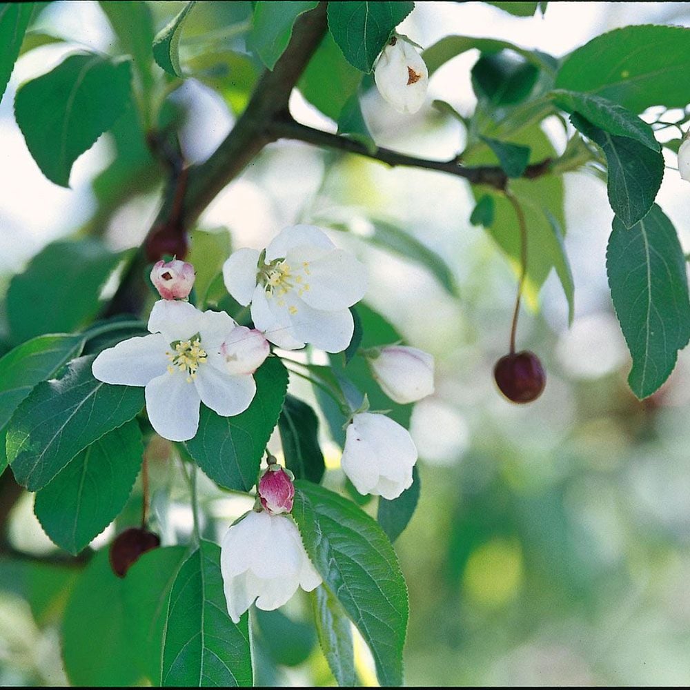 Syringa Virtual Violet® | White Flower Farm