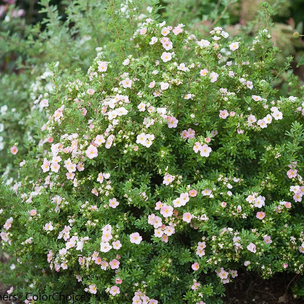 Potentilla fruticosa Happy Face® Pink Paradise | White Flower Farm