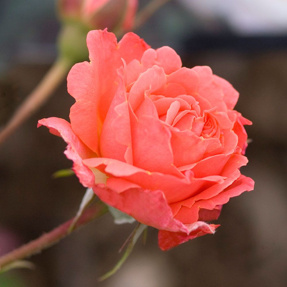 Rose Easy Elegance® Kiss Me | White Flower Farm