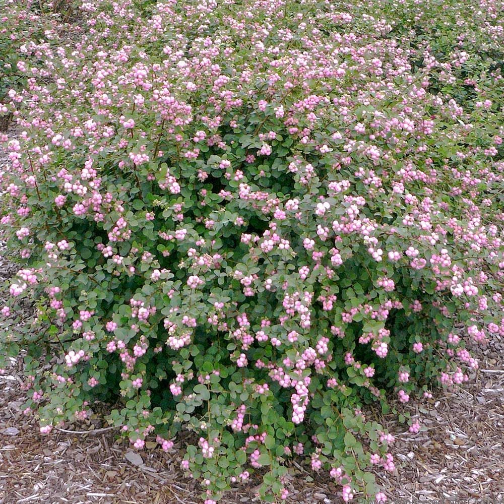 Symphoricarpos Proud Berry® | White Flower Farm