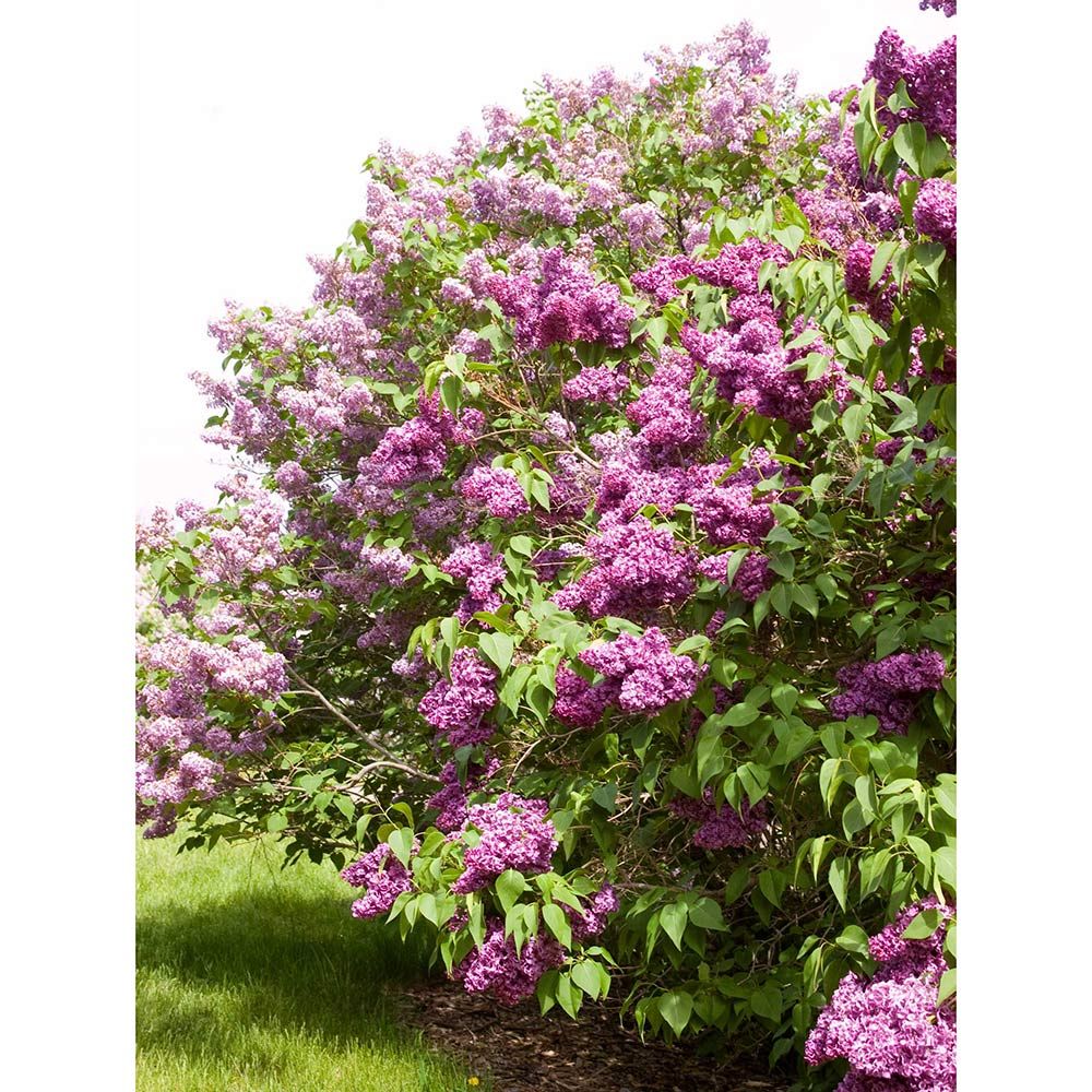 Syringa vulgaris Monge | White Flower Farm