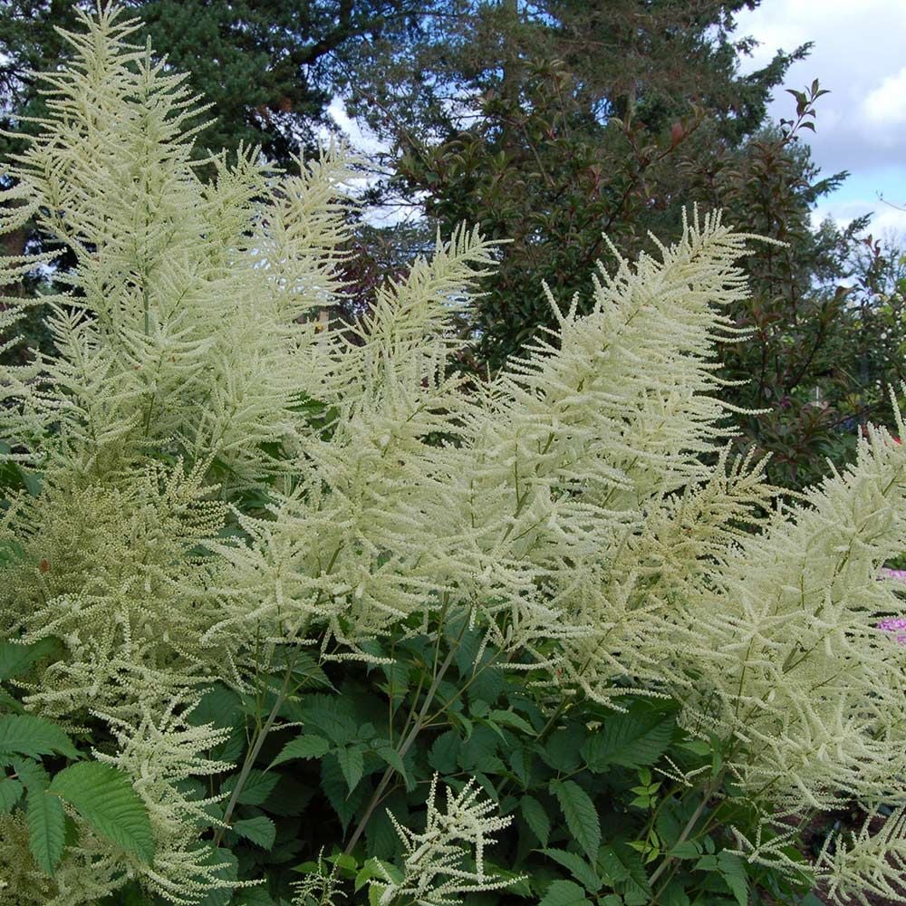 Aruncus dioicus | White Flower Farm