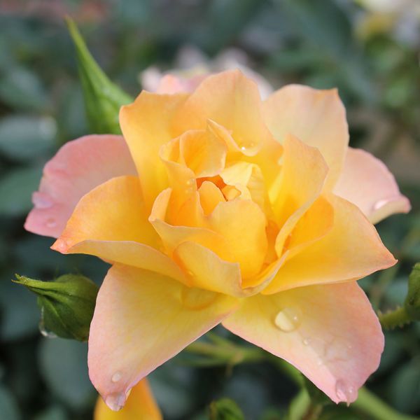 Rose Oso Easy Italian Ice® | White Flower Farm