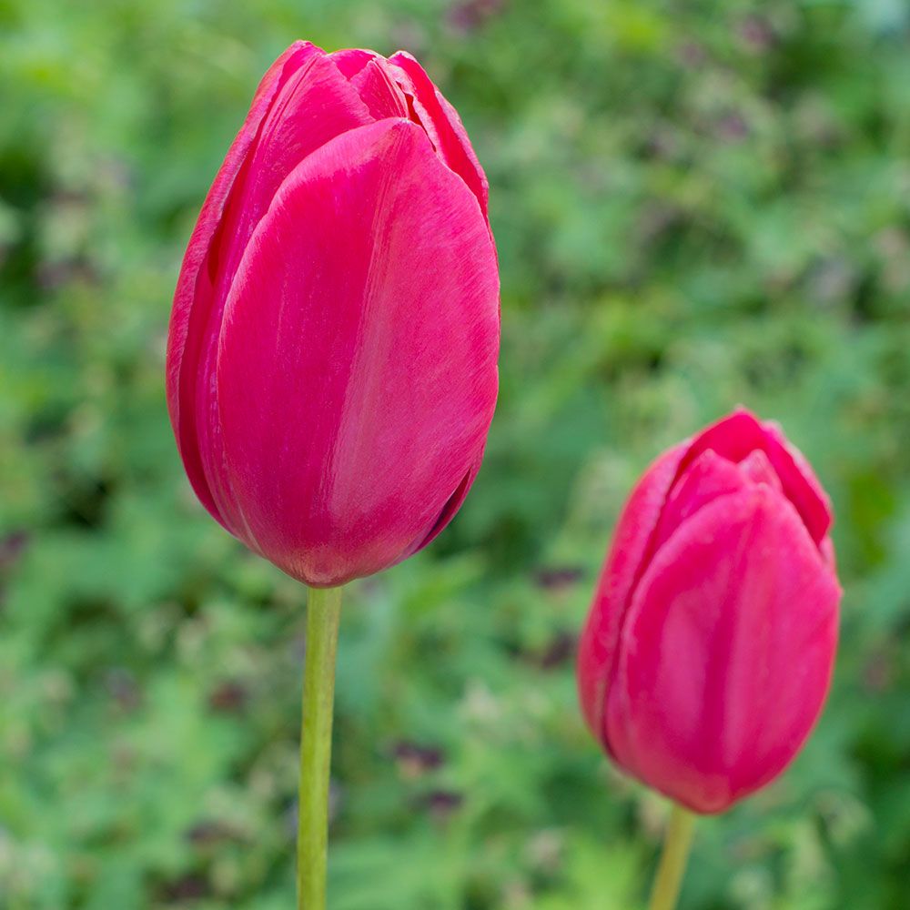 Tulip 'Yosemite' | White Flower Farm