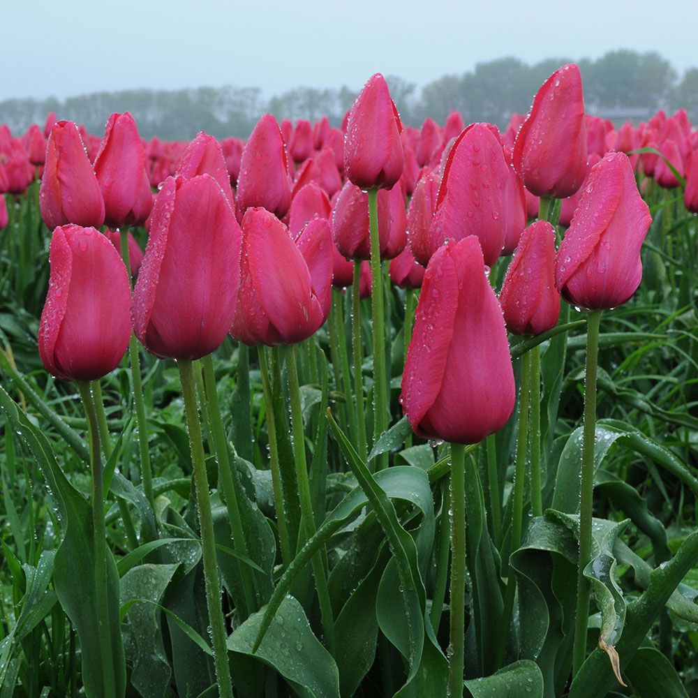 Tulip 'Yosemite' | White Flower Farm