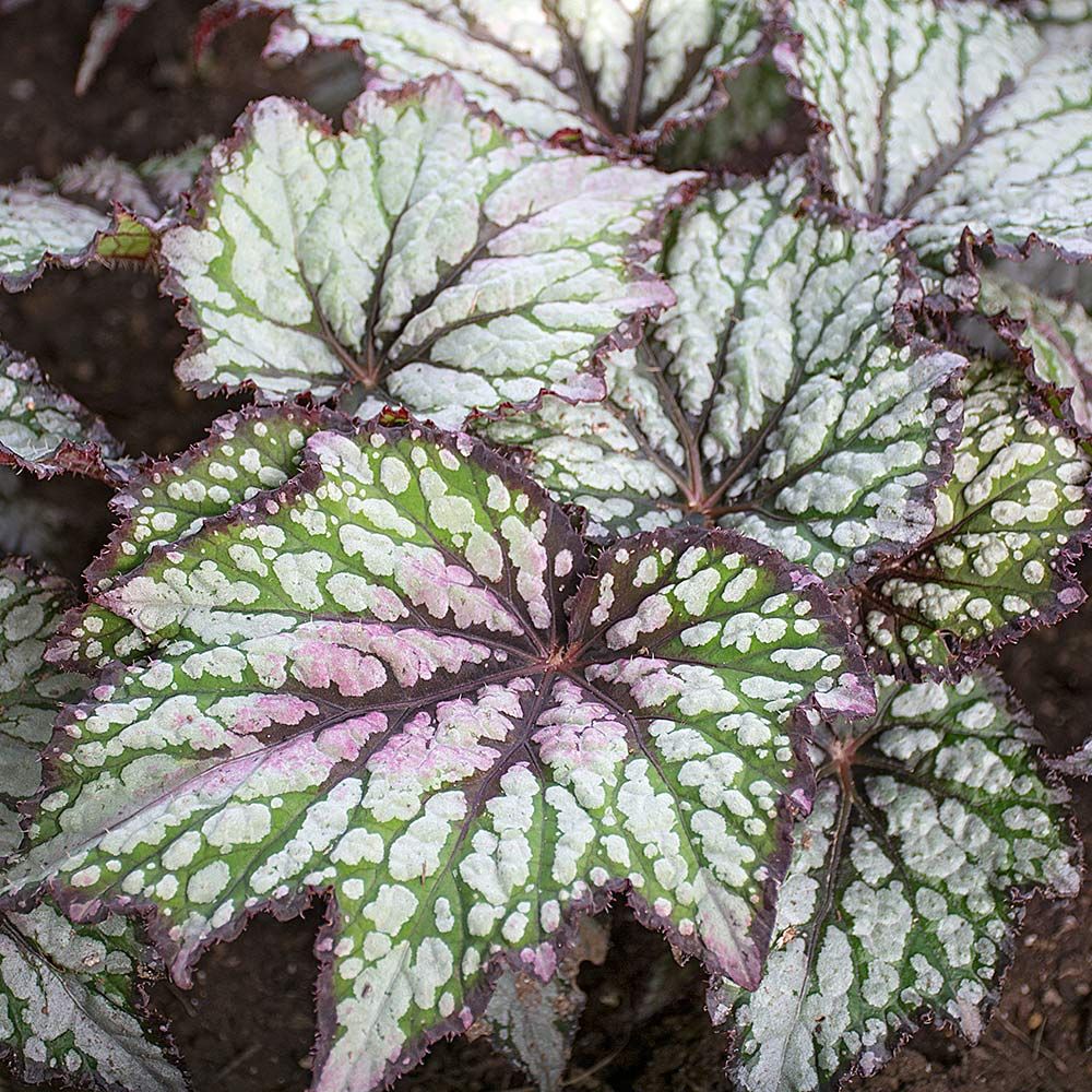 Begonia rex Jurassic™ Green Streak | White Flower Farm