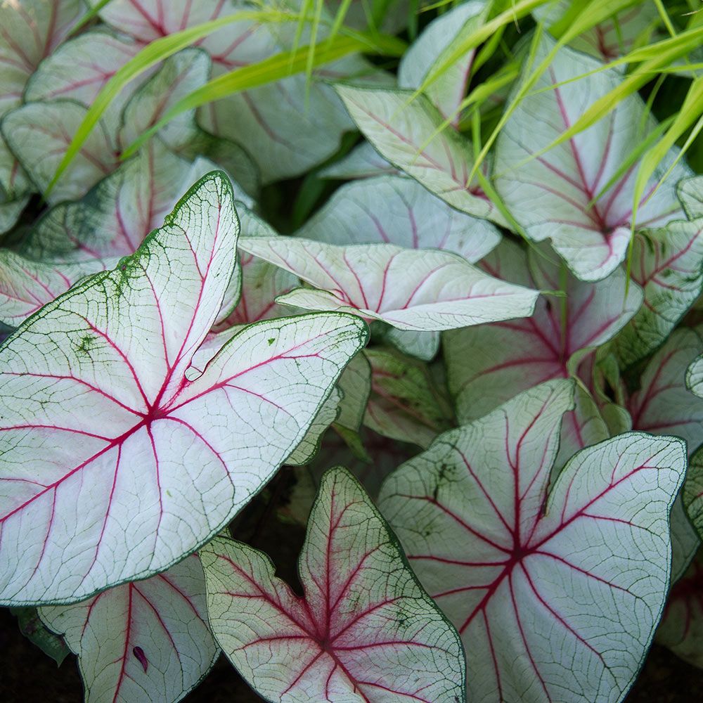 Caladium 'Florida Fantasy' | White Flower Farm