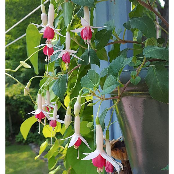 Fuchsia 'German Pearl' | White Flower Farm