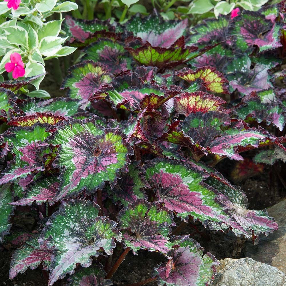 Begonia rex Jurassic™ Watermelon | White Flower Farm