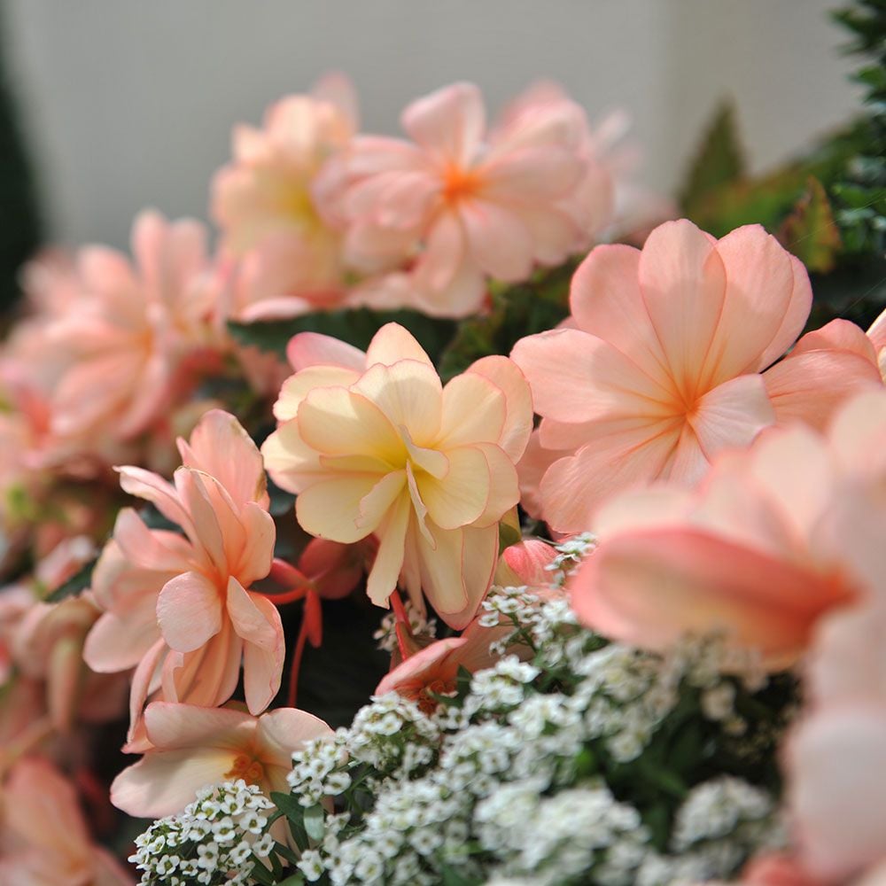 Begonia 'Unbelievable Miss Montreal' | White Flower Farm
