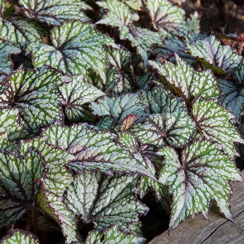 Begonia rex Jurassic™ Green Streak | White Flower Farm