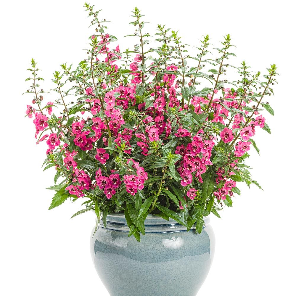 Angelonia Angelface® Perfectly Pink | White Flower Farm
