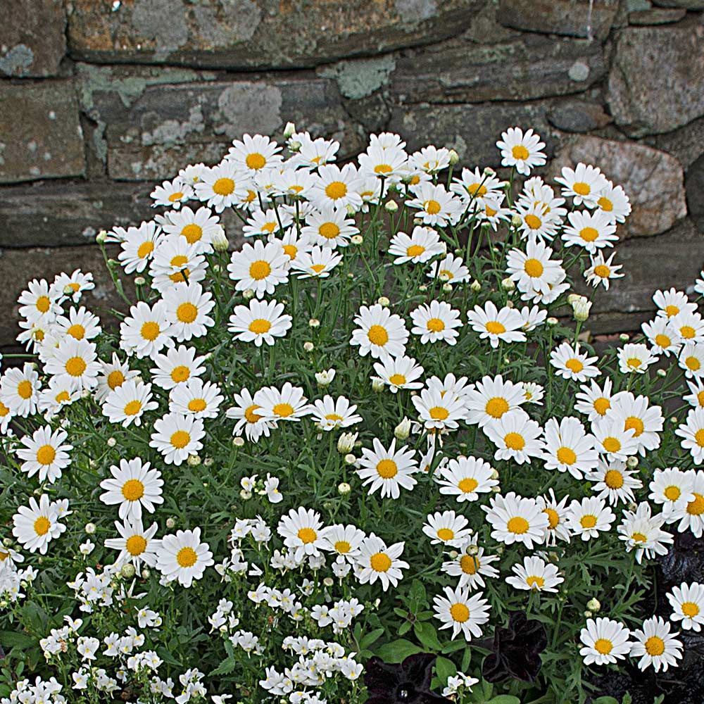 Argyranthemum frutescens Pure White Butterfly™ | White Flower Farm
