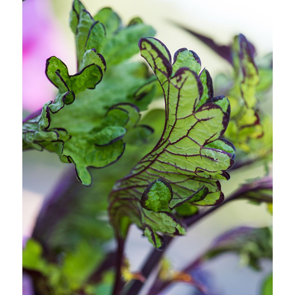 Coleus Main Street Rodeo Drive | White Flower Farm