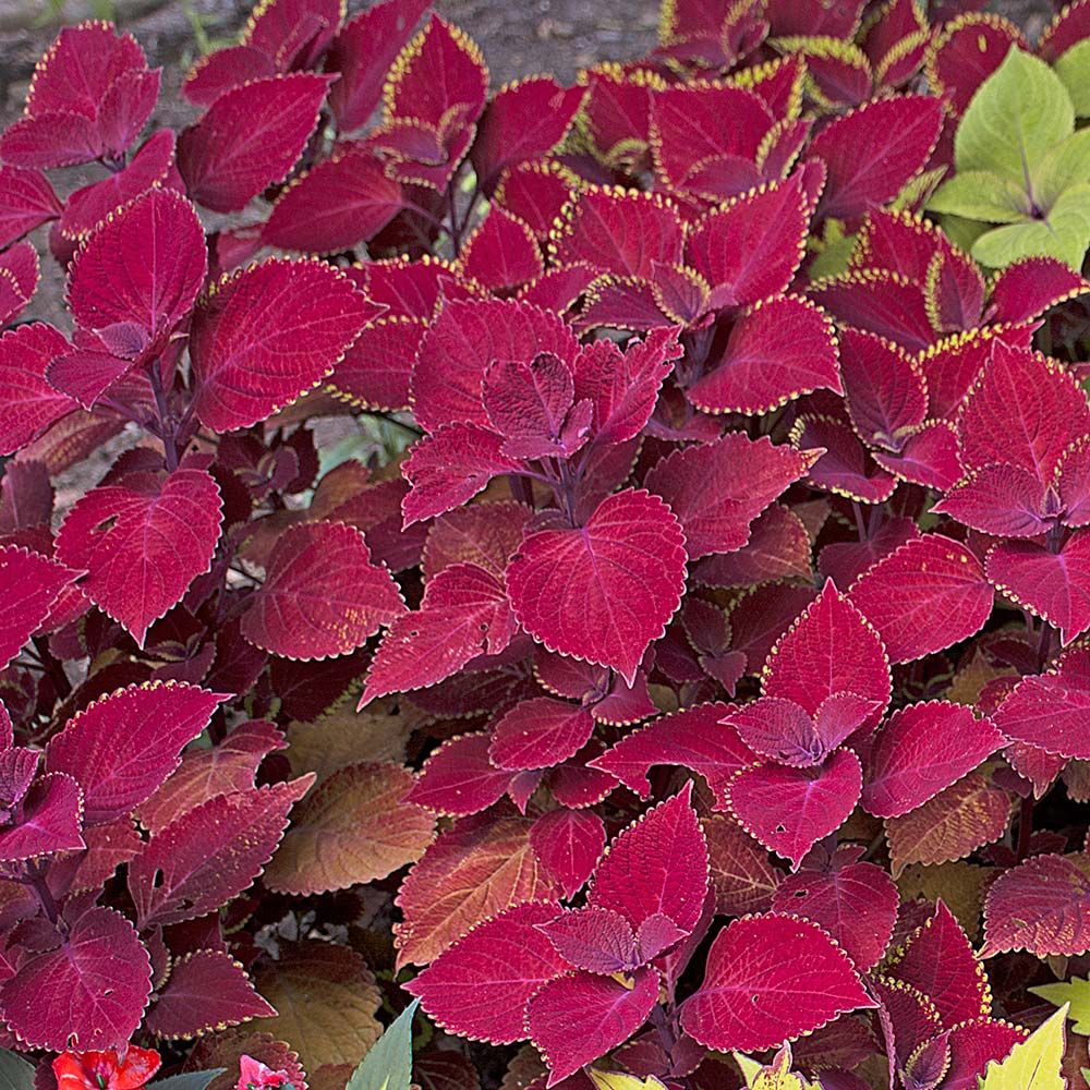 Coleus Ruby Slipper | White Flower Farm