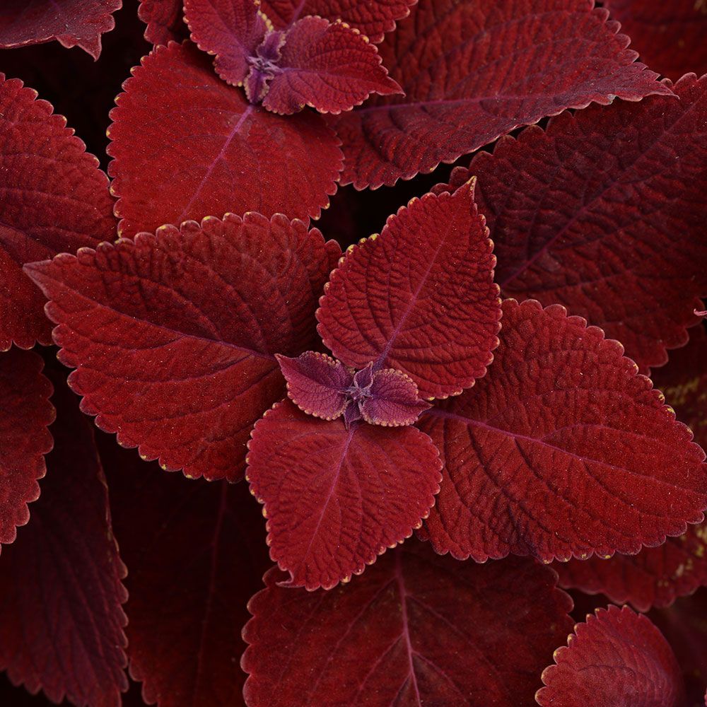 Coleus Ruby Slipper | White Flower Farm
