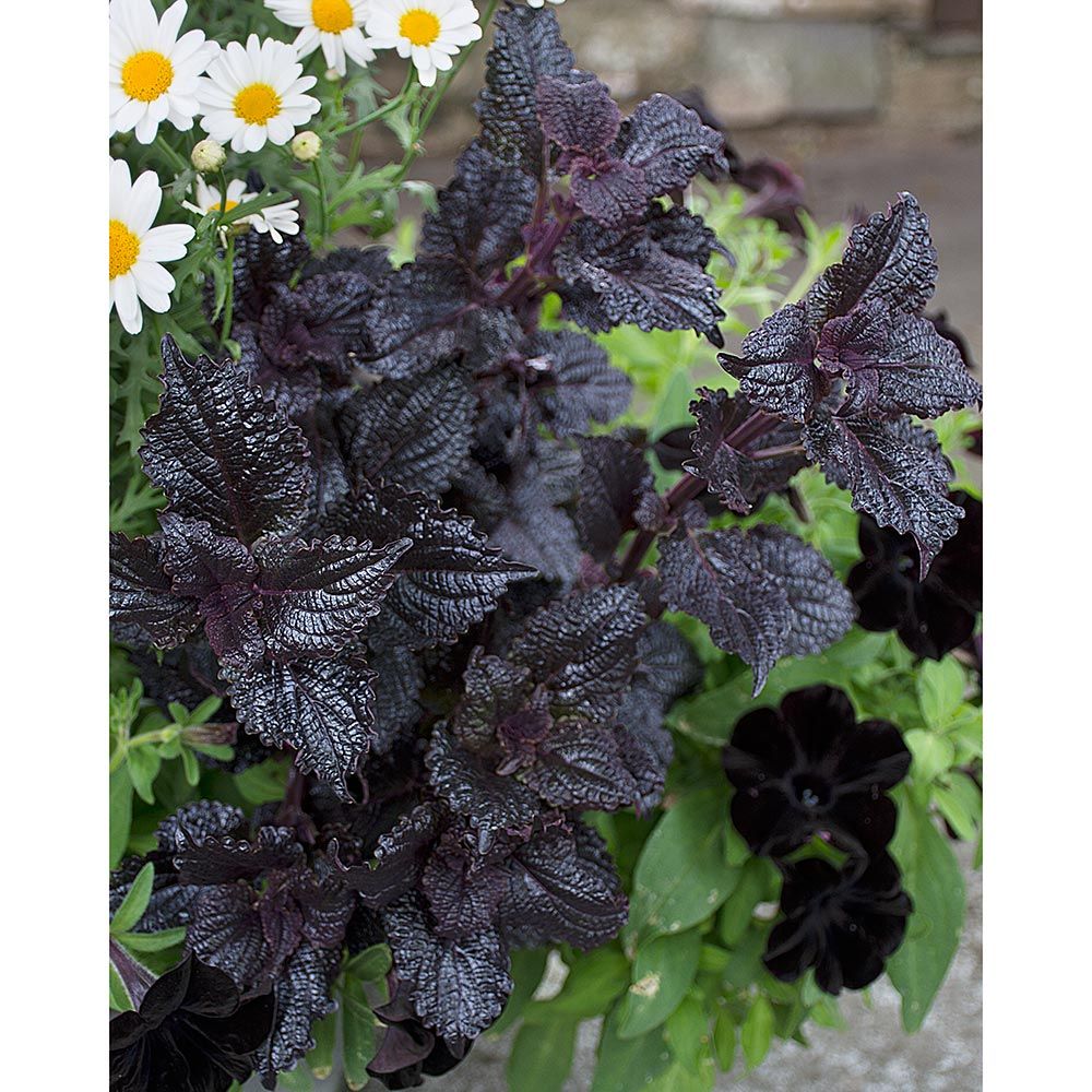 Coleus 'Shiny Shoes' | White Flower Farm