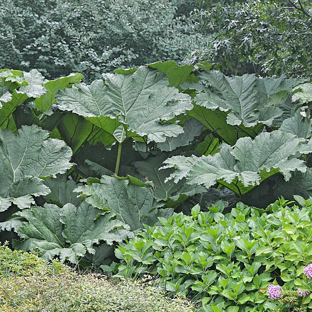 Gunnera manicata | White Flower Farm