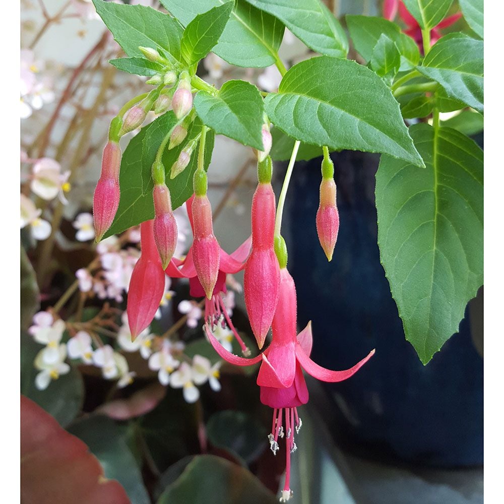 Fuchsia 'Rufus' | White Flower Farm