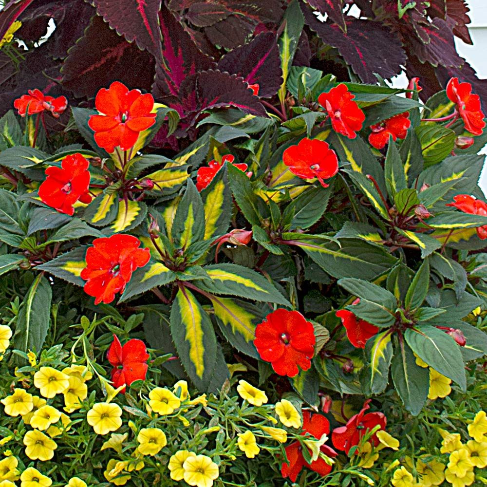 Impatiens SunPatiens® Vigorous Tropical Orange | White Flower Farm