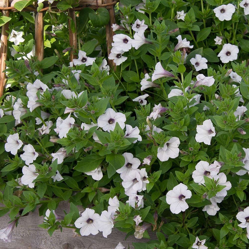 Petunia Tidal Wave® Silver | White Flower Farm