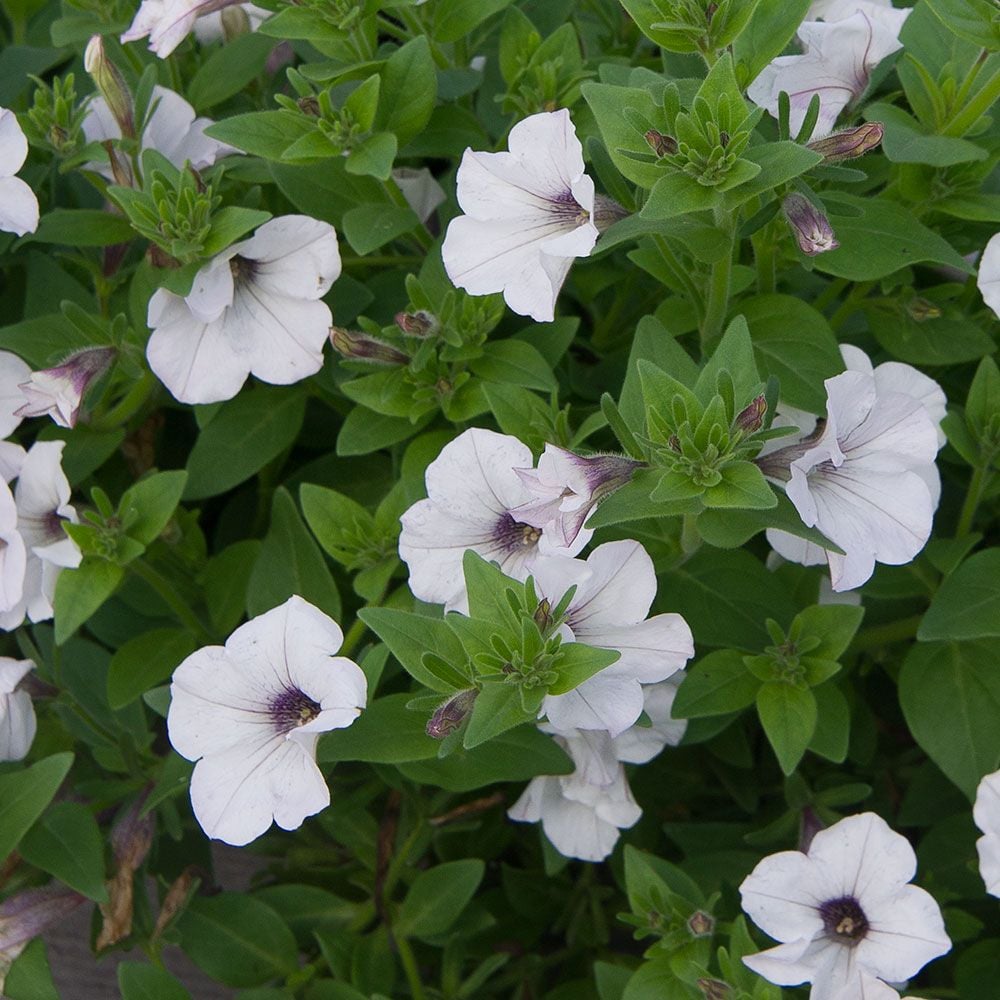 Petunia Tidal Wave® Silver | White Flower Farm
