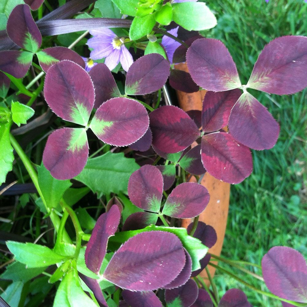 Trifolium Limerick™ 'Isabella' | White Flower Farm