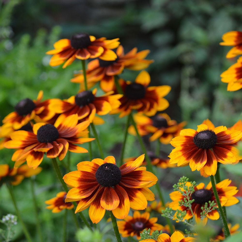 Rudbeckia hirta 'Denver Daisy' | White Flower Farm