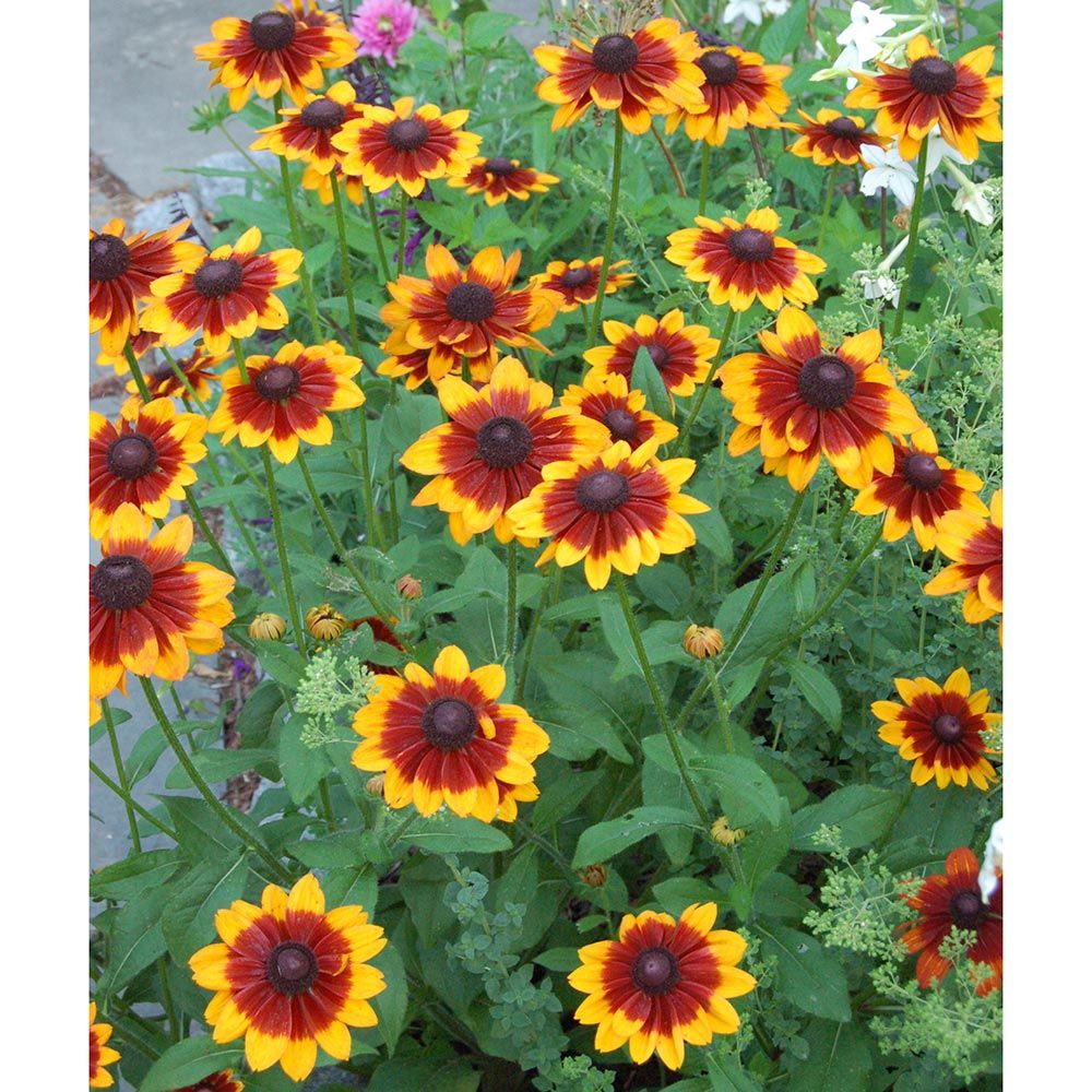 Rudbeckia hirta 'Denver Daisy' | White Flower Farm