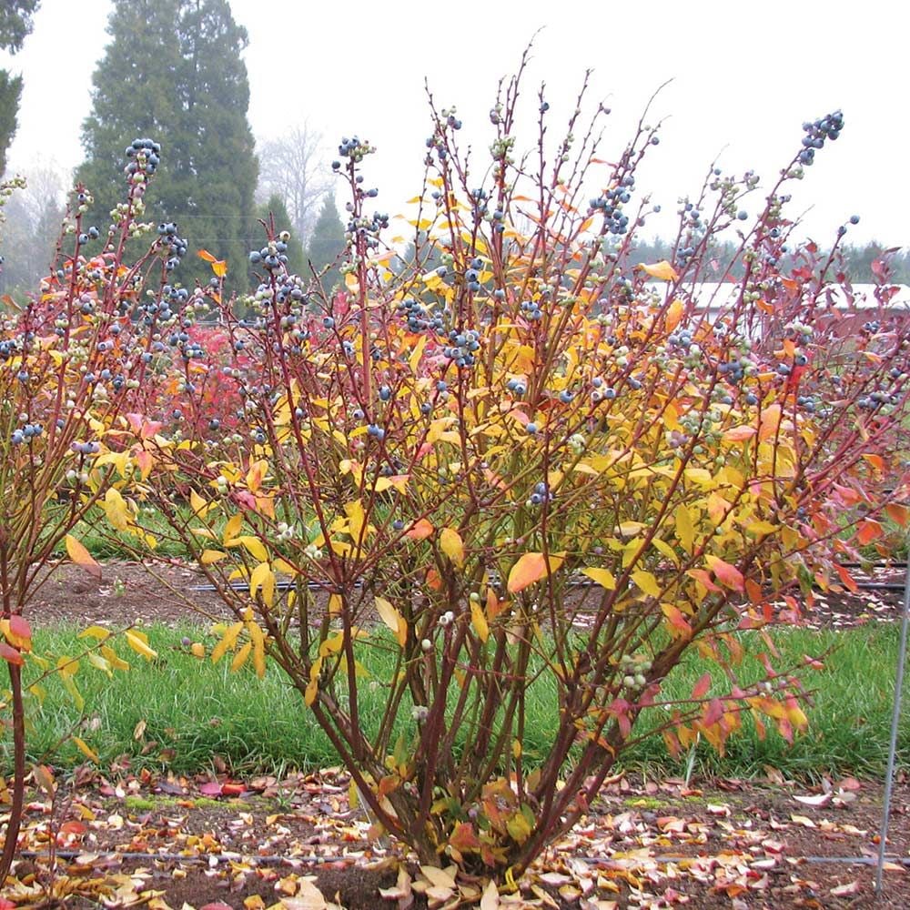 Bushel and Berry® Perpetua® | White Flower Farm