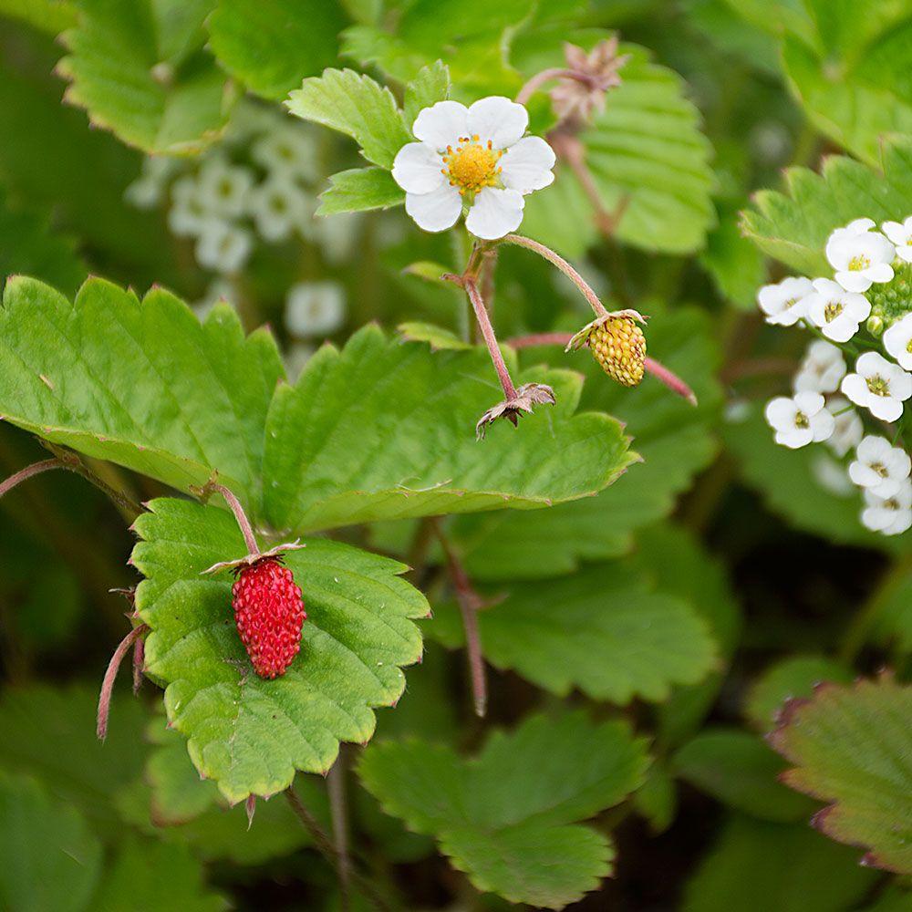 Strawberry 'Red Wonder' | White Flower Farm