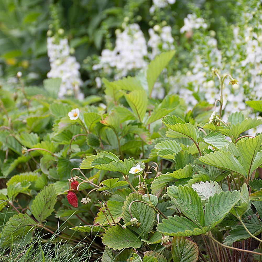 Strawberry 'Red Wonder' | White Flower Farm