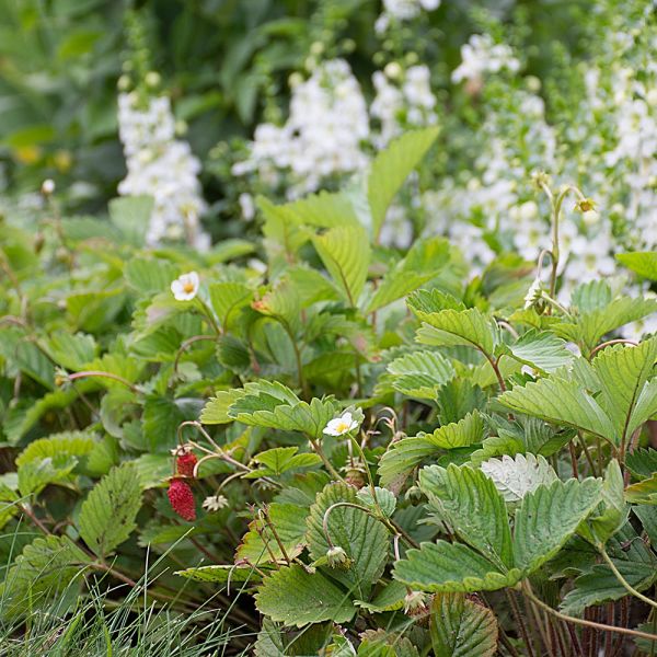 Strawberry 'Red Wonder' | White Flower Farm