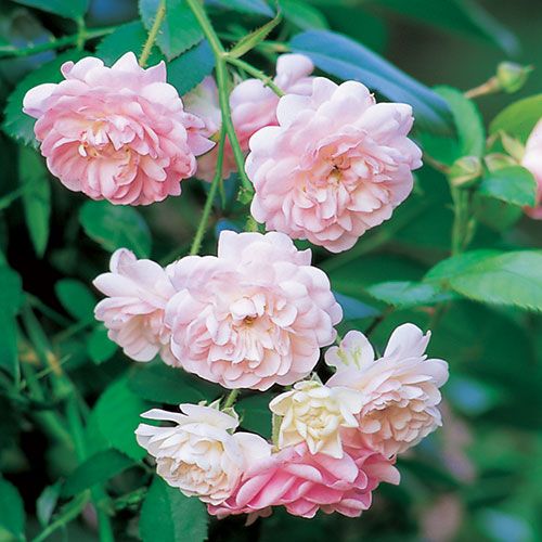 Rose The Fairy | White Flower Farm