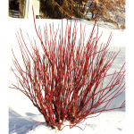 Brunnera macrophylla Alexander’s Great | White Flower Farm