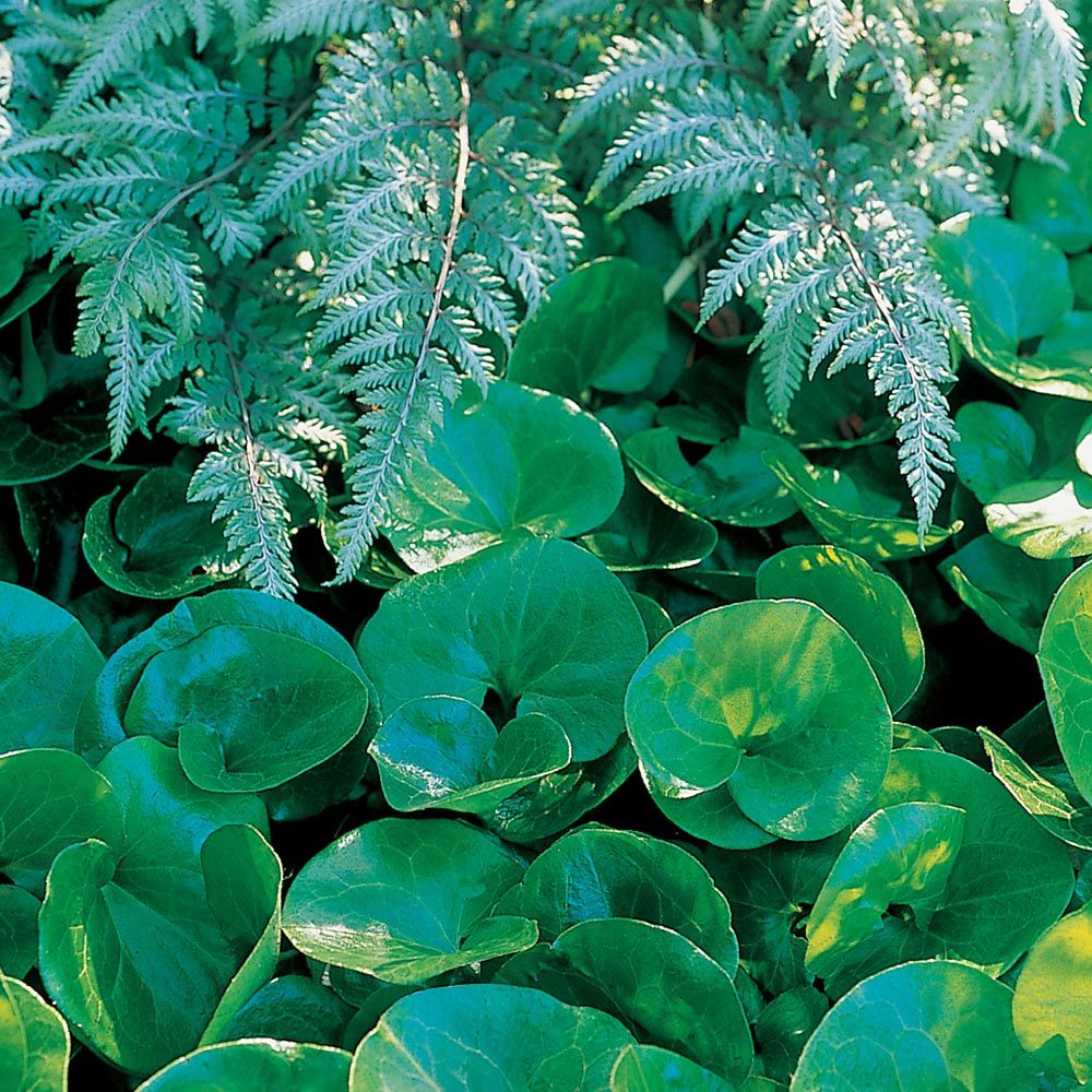 Asarum europaeum | White Flower Farm