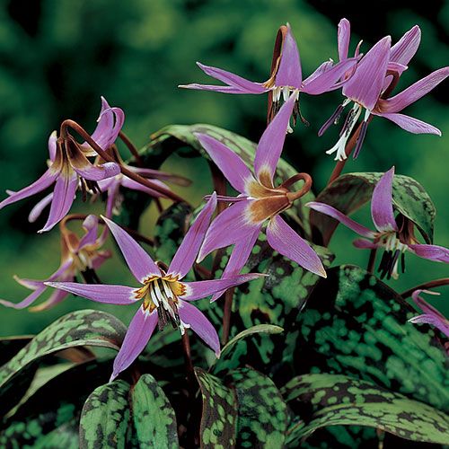 Erythronium dens-canis 'Frans Hals' | White Flower Farm