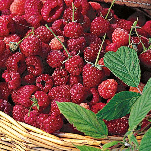 Raspberry Prelude | White Flower Farm