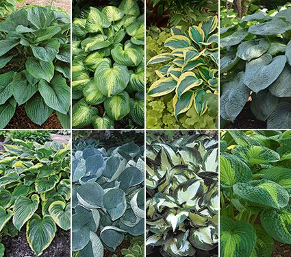 World of Hosta Collection | White Flower Farm