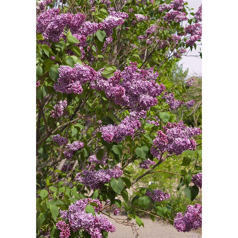 Syringa vulgaris Sensation | White Flower Farm