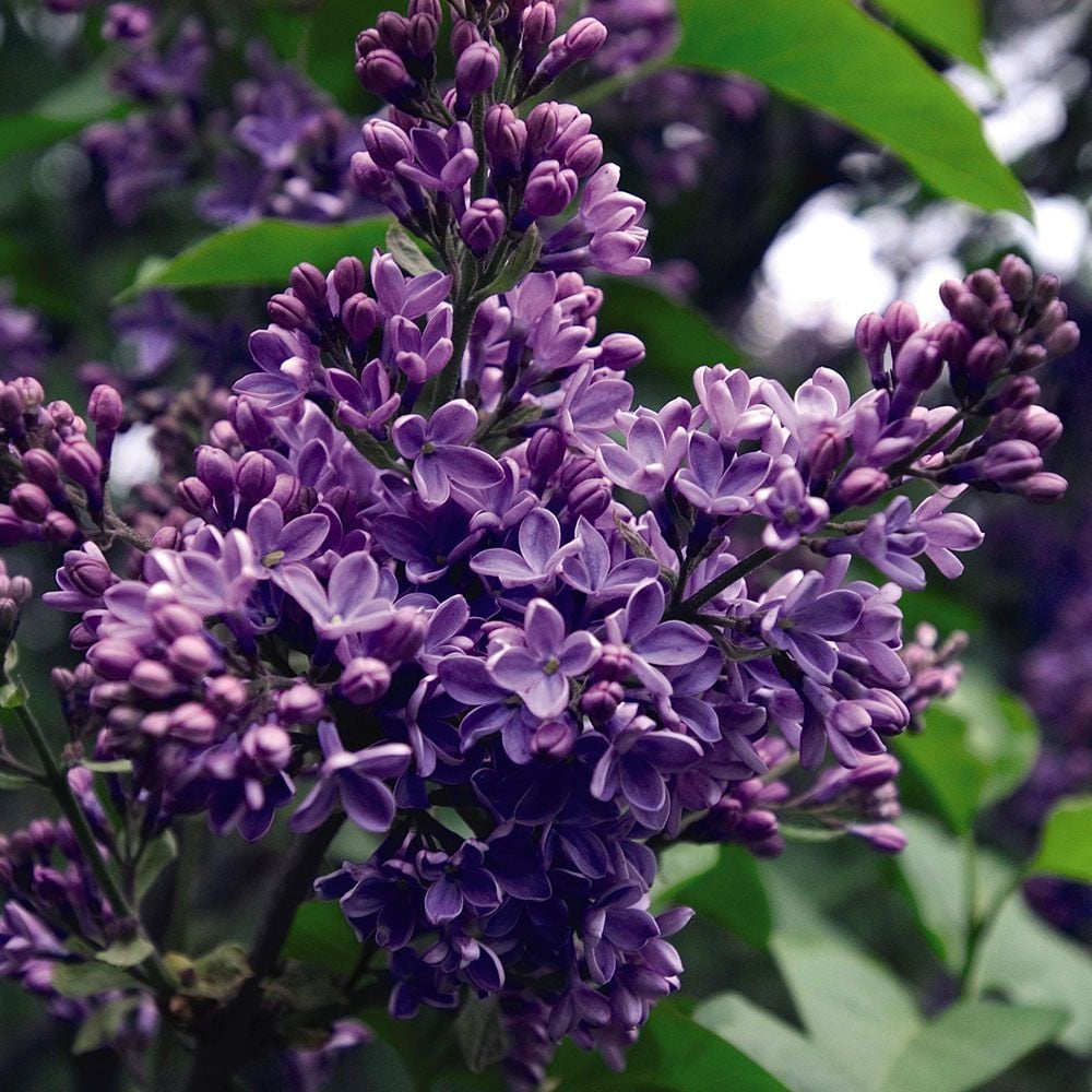 Syringa vulgaris 'President Lincoln' | White Flower Farm