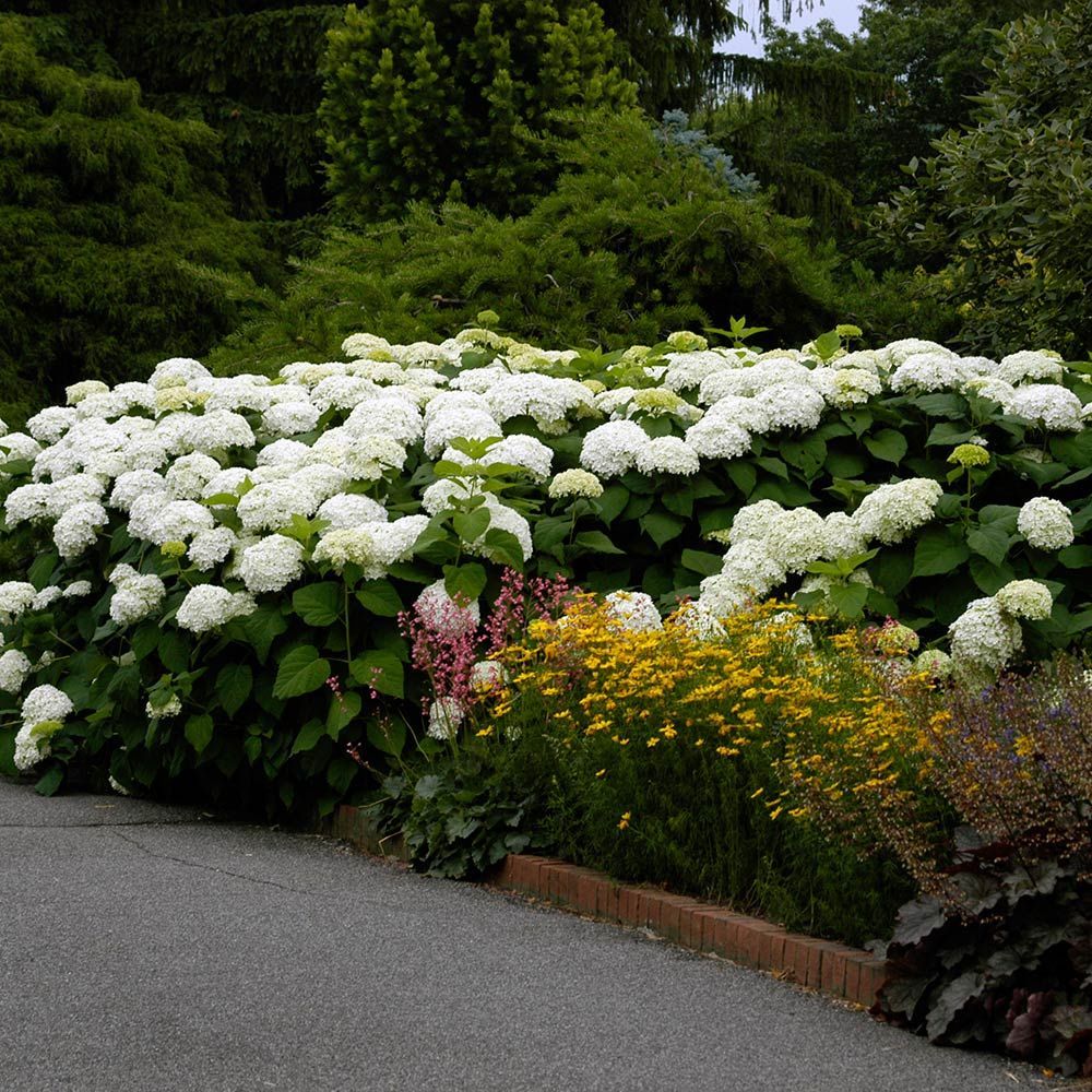 annabelle hydrangea shrub