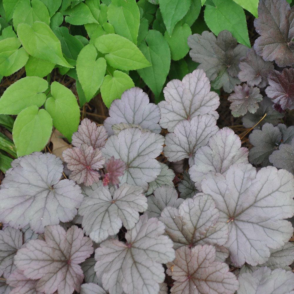 Heuchera 'Stainless Steel' | White Flower Farm