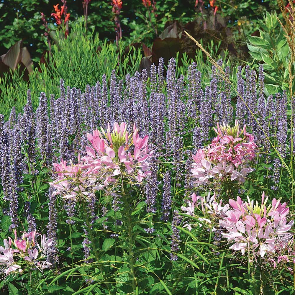 Agastache 'Blue Fortune' | White Flower Farm