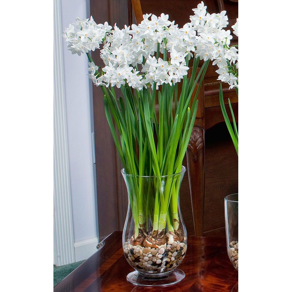 Ziva Paperwhite Kit in Hurricane Vase | White Flower Farm