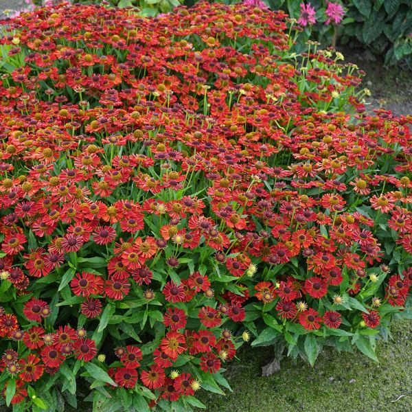 Helenium autumnale Mariachi™ 'Salsa' | White Flower Farm
