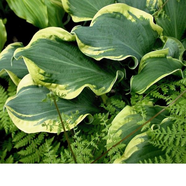 Hosta Shadowland® 'Wheee!' | White Flower Farm