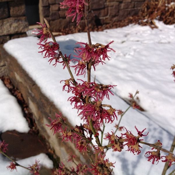 Hamamelis vernalis 'Amethyst' | White Flower Farm