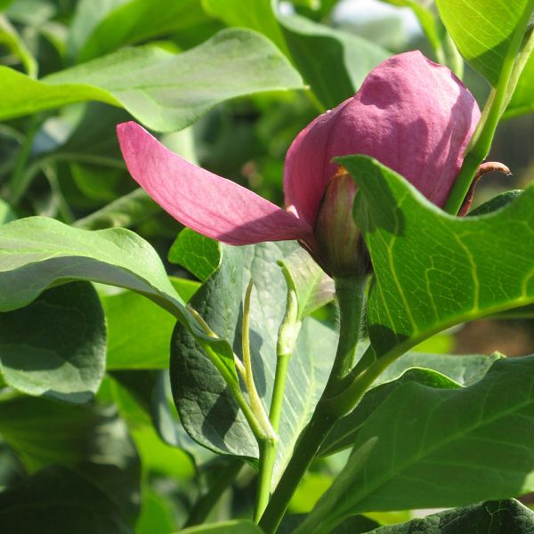 Magnolia 'Genie' | White Flower Farm