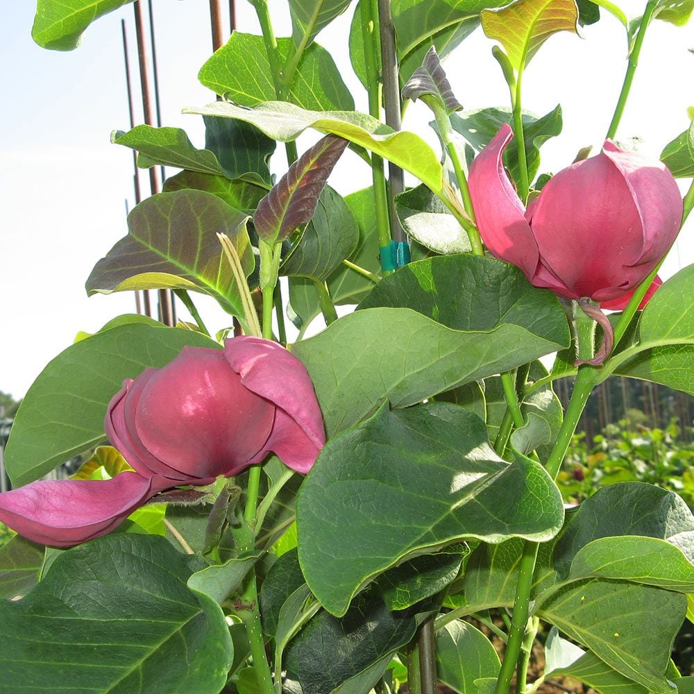 Magnolia 'Genie' | White Flower Farm